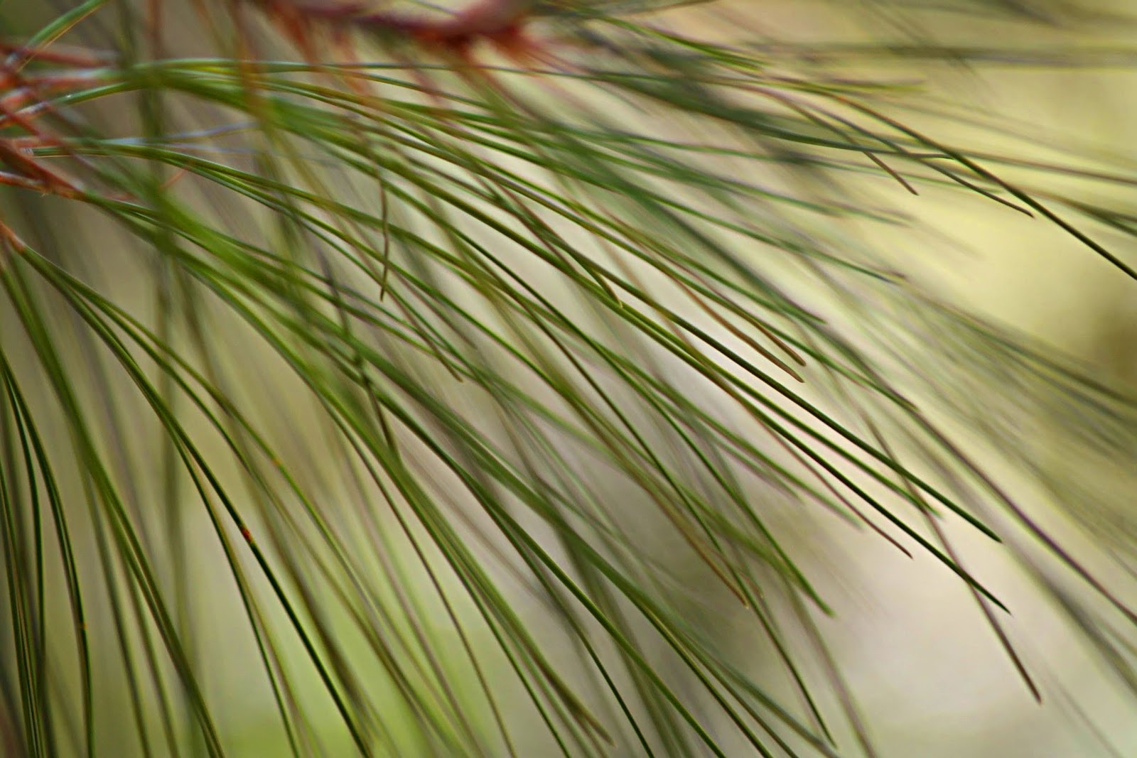 13 Natural Textures | ibjennyjenny Free Resources