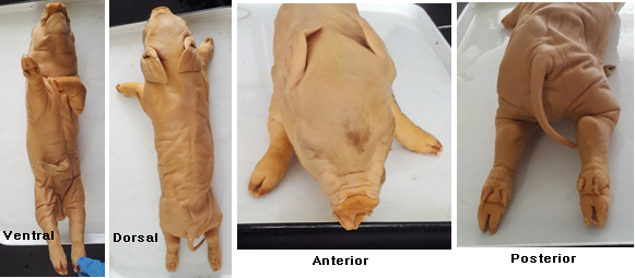 MHR, Bio11, Unit 4. Ch 12. Dissecting a Fetal Pig 아기 돼지 해부