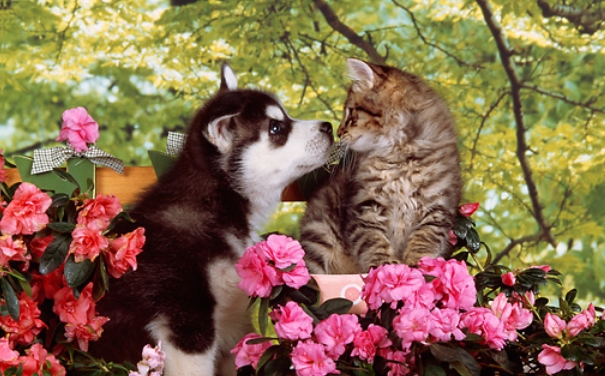 White Wolf : Beautiful Photos Of 25 Animals Who Are Enjoying Spring