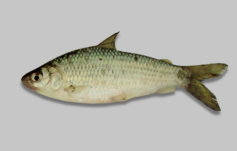 Biru - Um peixe da Lagoa dos Patos - Pesca na Lagoa