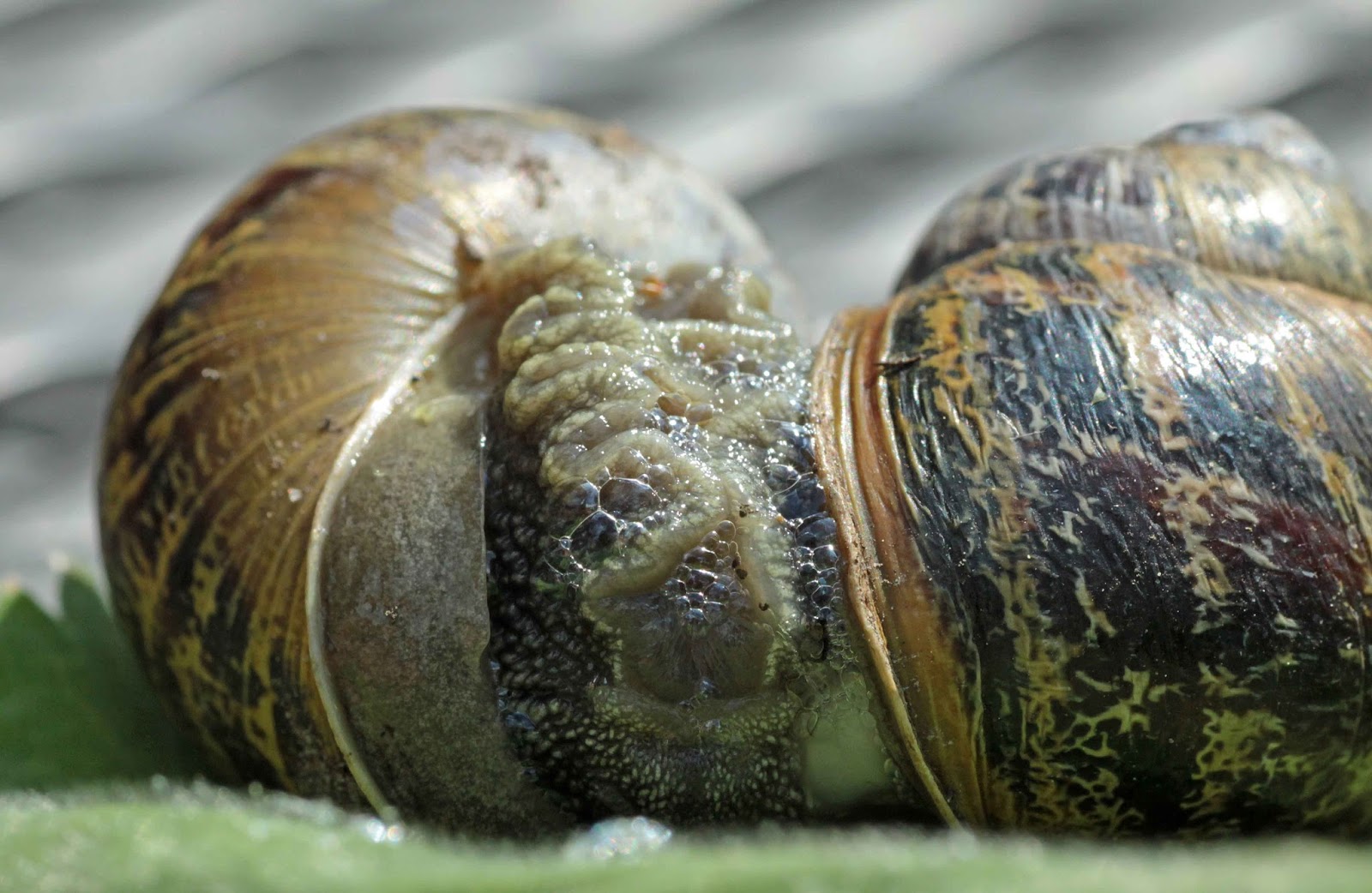 DOMMELVOS NATUURFOTOGRAFIE: Hoe doen slakken het? (versie 2)
