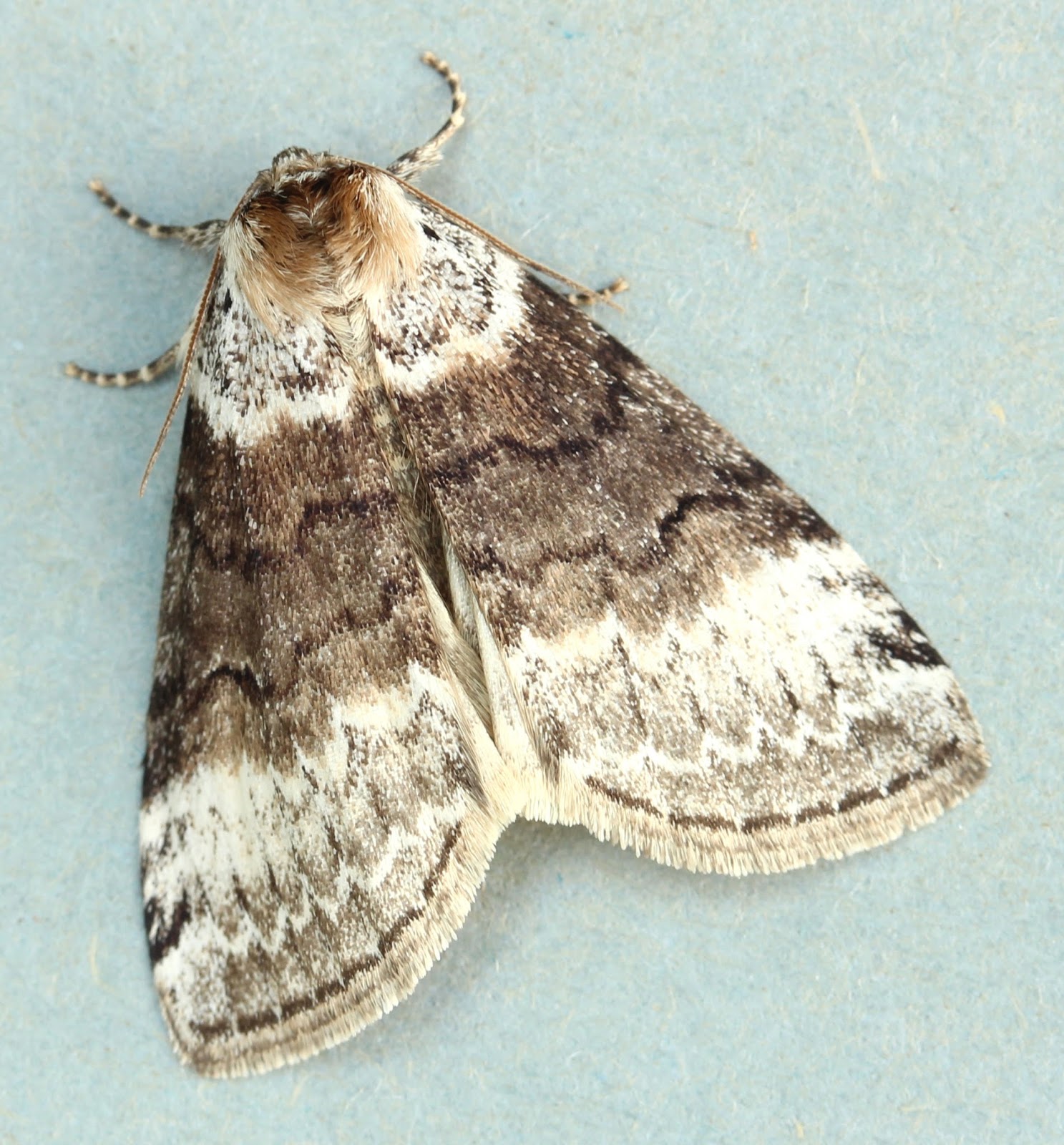 Ceredigion Moths: Satin Lutestring