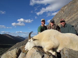 Kristy Titus: BC Stone Sheep & Mountain Goats