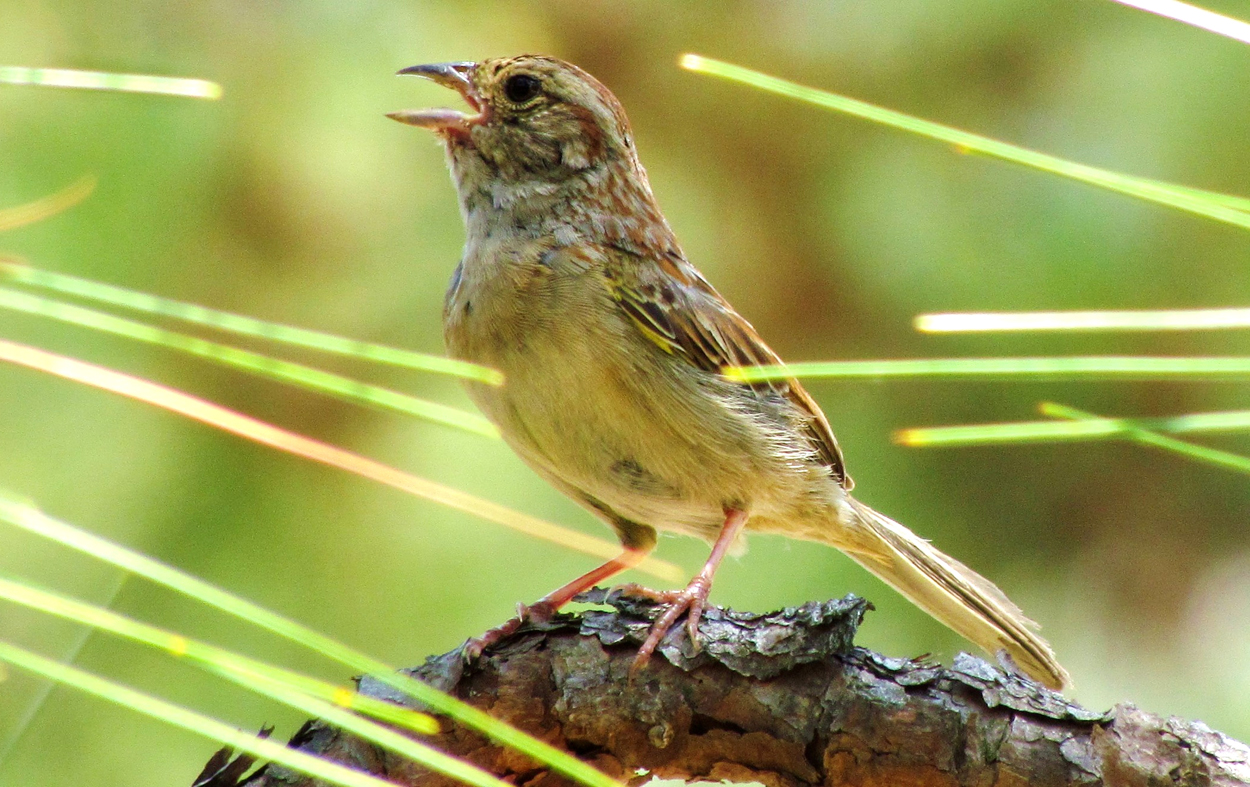 Birding Bros. Blog: BIRDS: Passerines