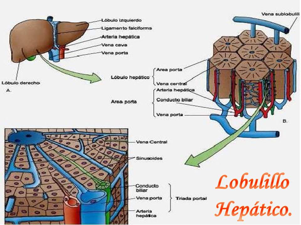 Fisiología Básica & Médica.