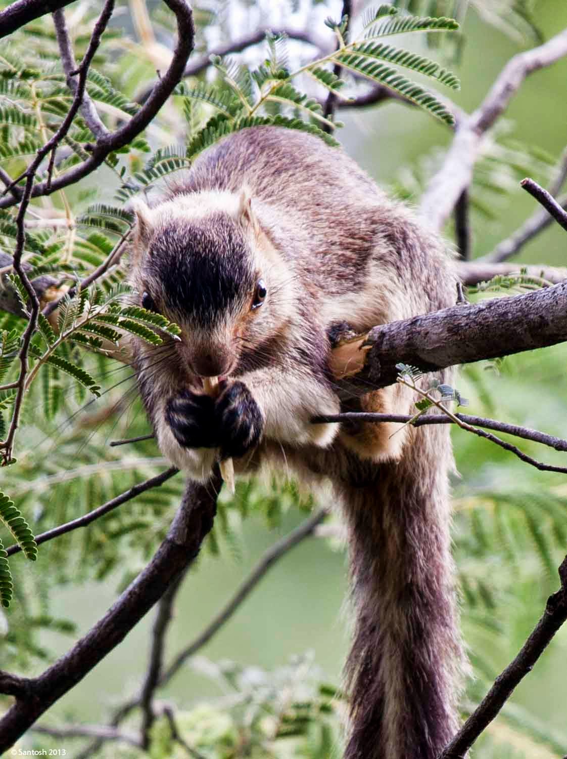 Huchchara Santhe: Cauvery Wildlife Sanctuary birding