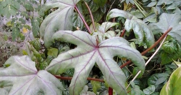 KHASIAT DAN MANFAAT DAUN GEDI MERAH UNTUK KOLESTEROL, HIPERTENSI, MAAG ...