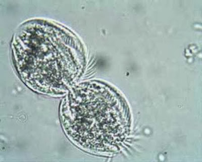 Crecimiento de Bacteria E. Coli por Metódo de Newton-Raphson: Fisión ...