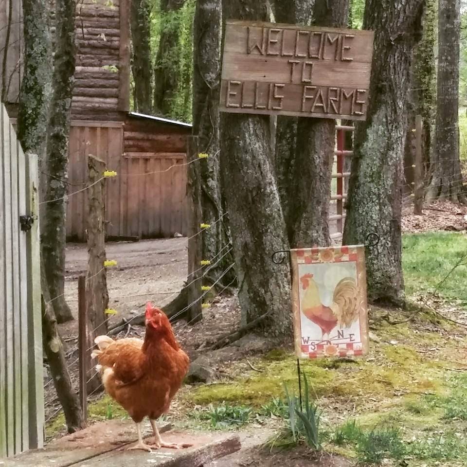 The Dixie Henhouse Homestead