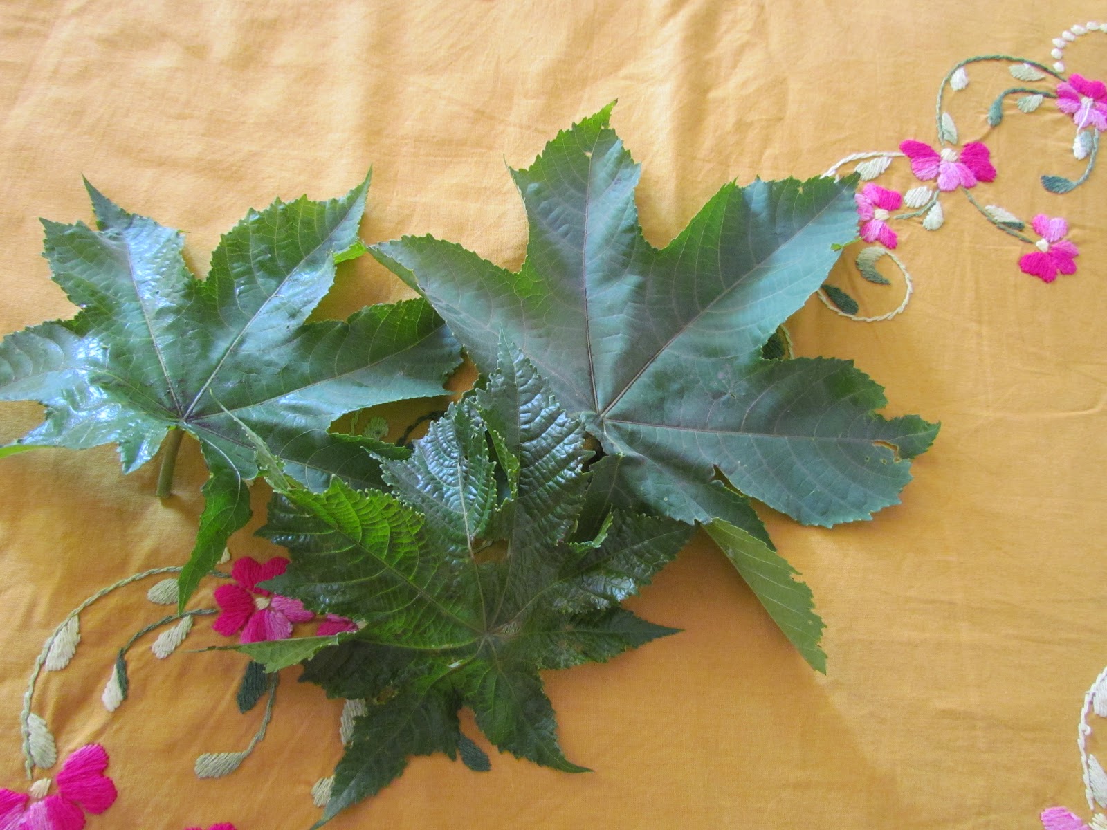 The Home Manager's Junction: A Wonderful Herbal Oil