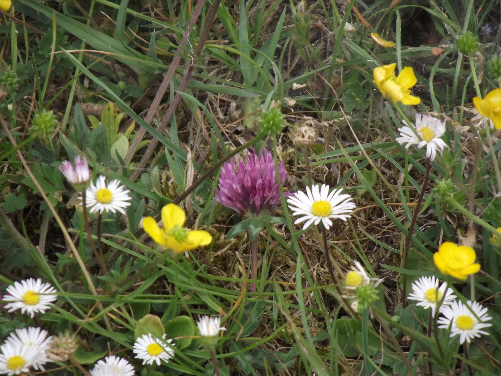 Meadowmat: bringing back our wild flowers: Wild flowers - inconspicuous ...