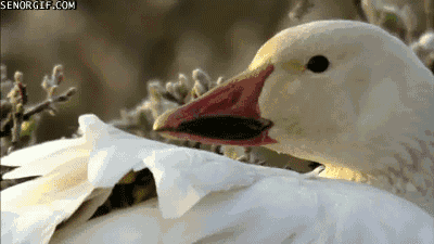 goose gifs ~ School of Running