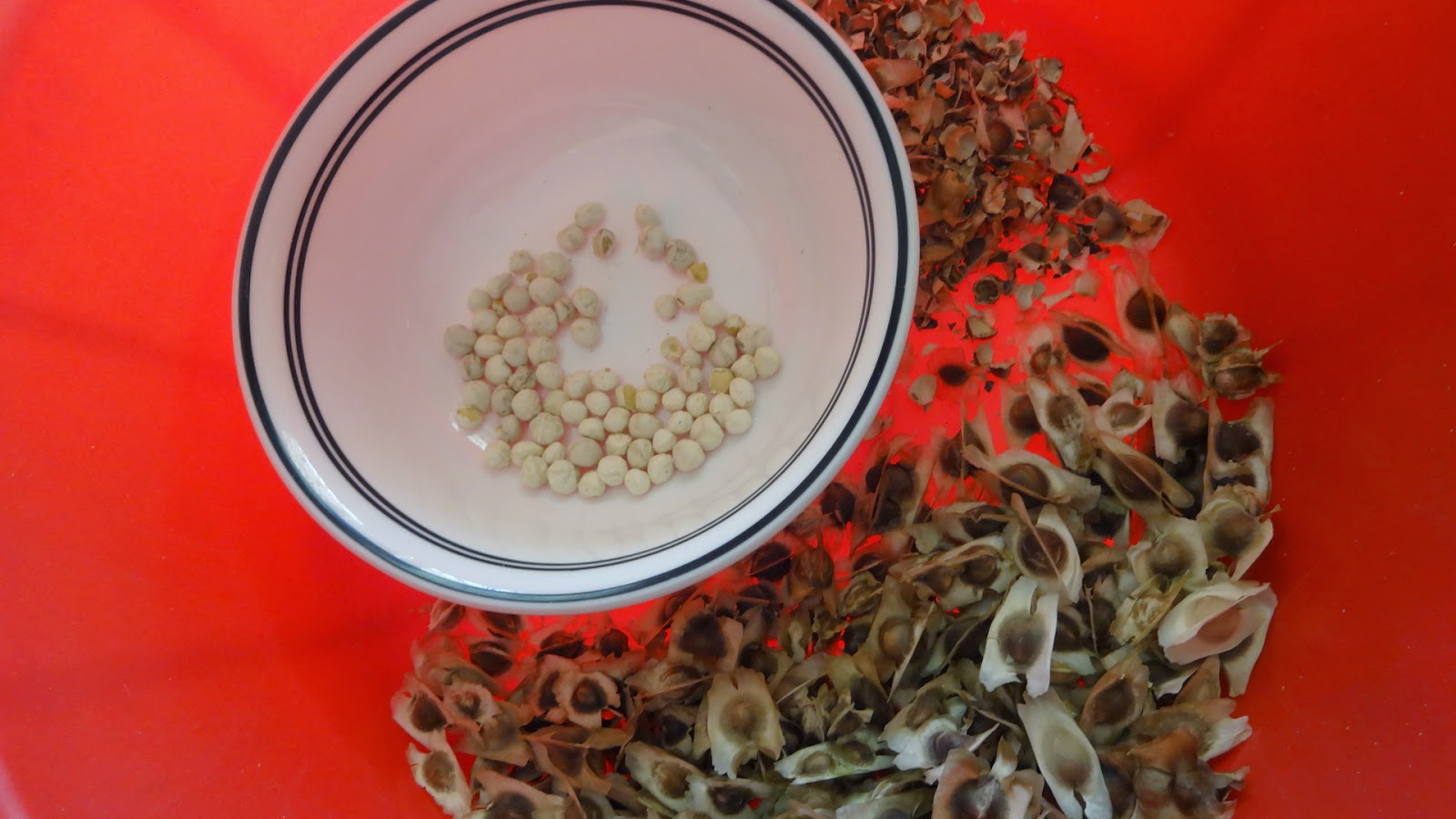 Ben Oil (From Moringa Seeds)