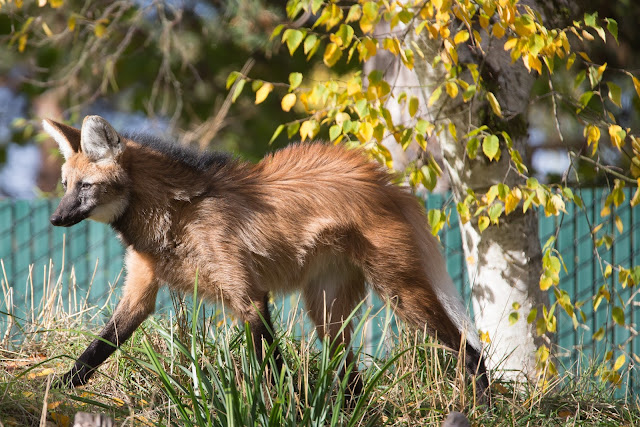 Welcome Joy and Scarlet, new maned wolves