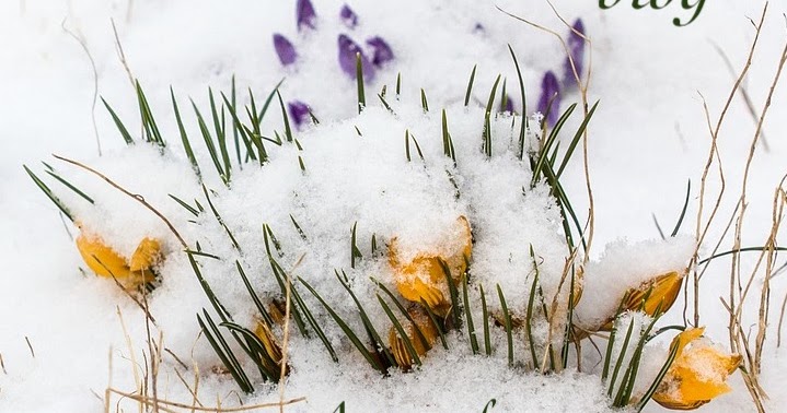 Sparks in Wisdom's Fire: Snow Storm vs. Spring’s Green