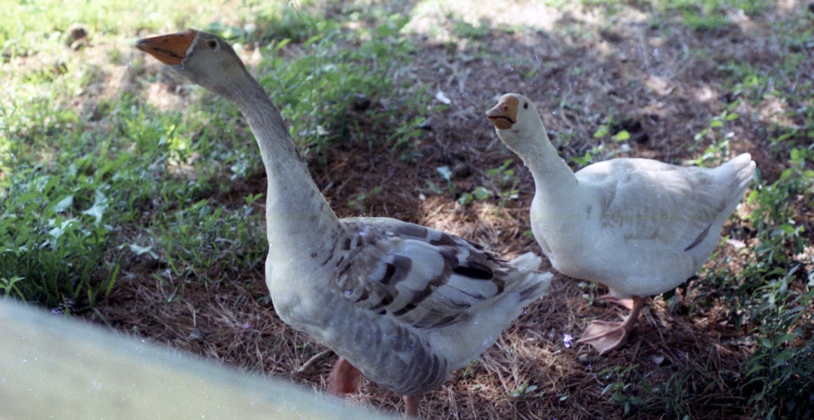 The Barthet Gallery: The Friendly Geese