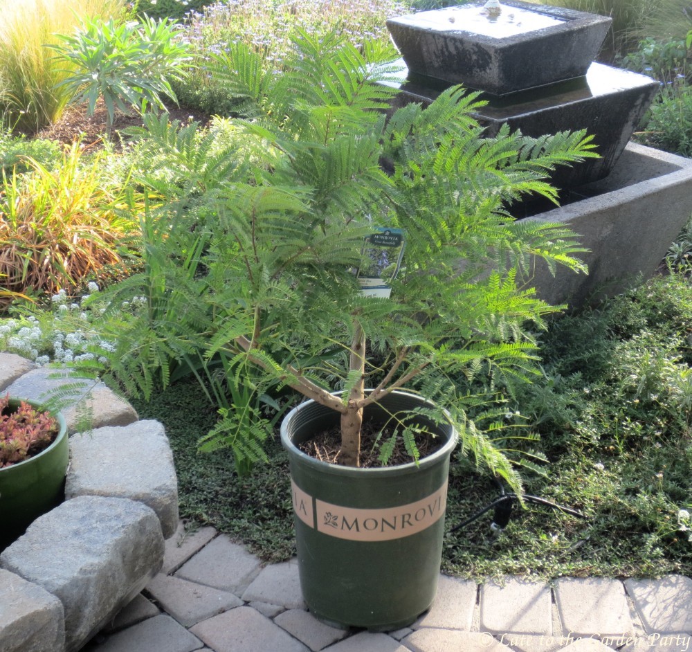 Late to the Garden Party: New Plants!