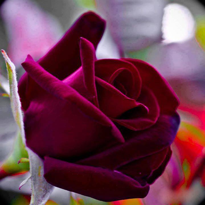 EU SUNT CEEA CE SUNT: Fii recunoscator pentru toate