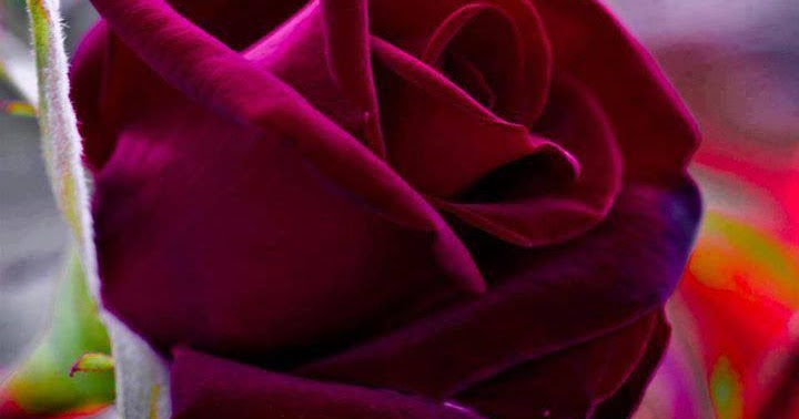 EU SUNT CEEA CE SUNT: Fii recunoscator pentru toate