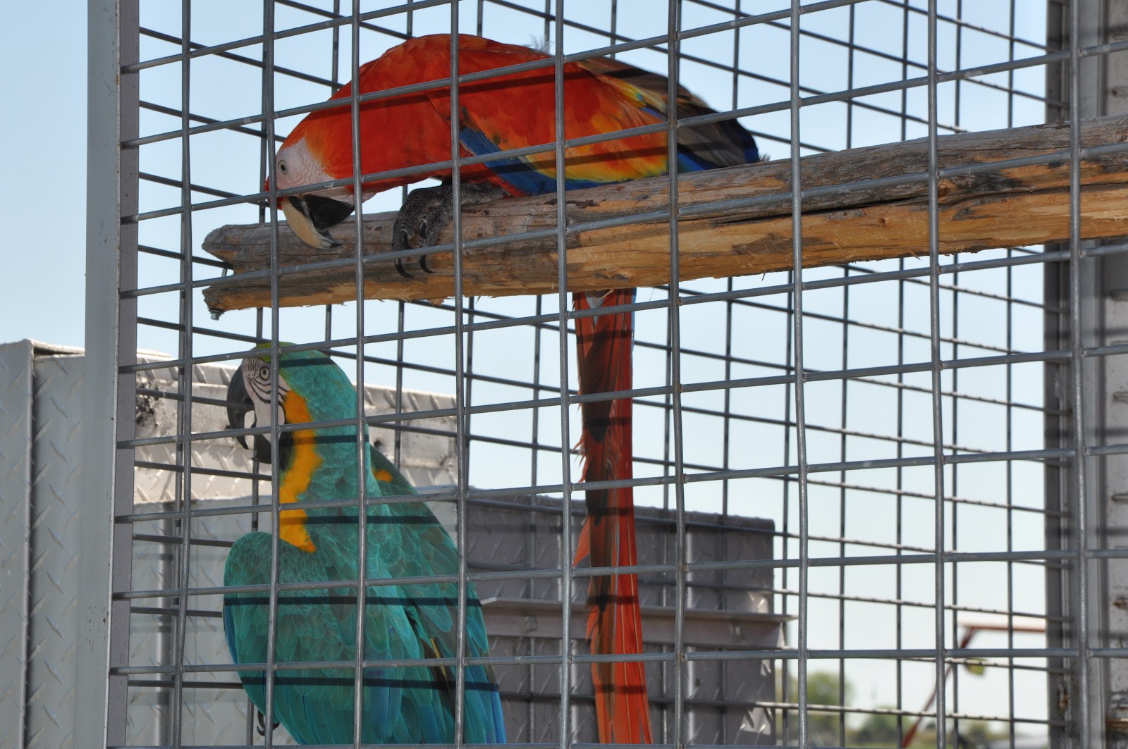 THREE? THREE!! Tristan is Three!: Sharkarosa on a Groupon!