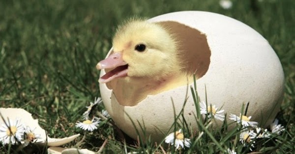 Raup Untung Besar Bisnis Penetasan Telur Entog ~ Hei Kamu