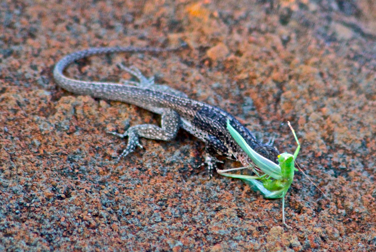 Nature Photography: Galapagos Reptiles & Turtles