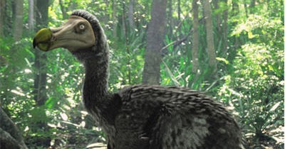 Dodo - Flight less bird