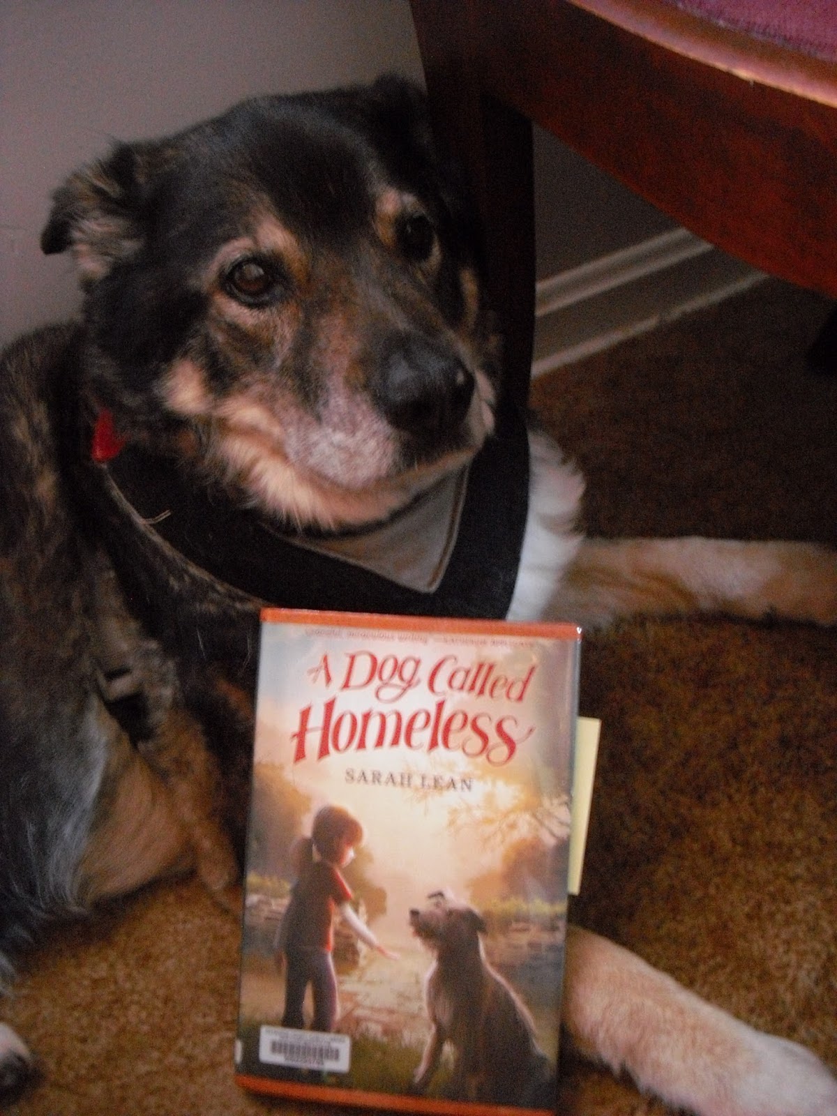 Grab A Book From Our Stack: "A Dog Called Homeless" by Sarah Lean