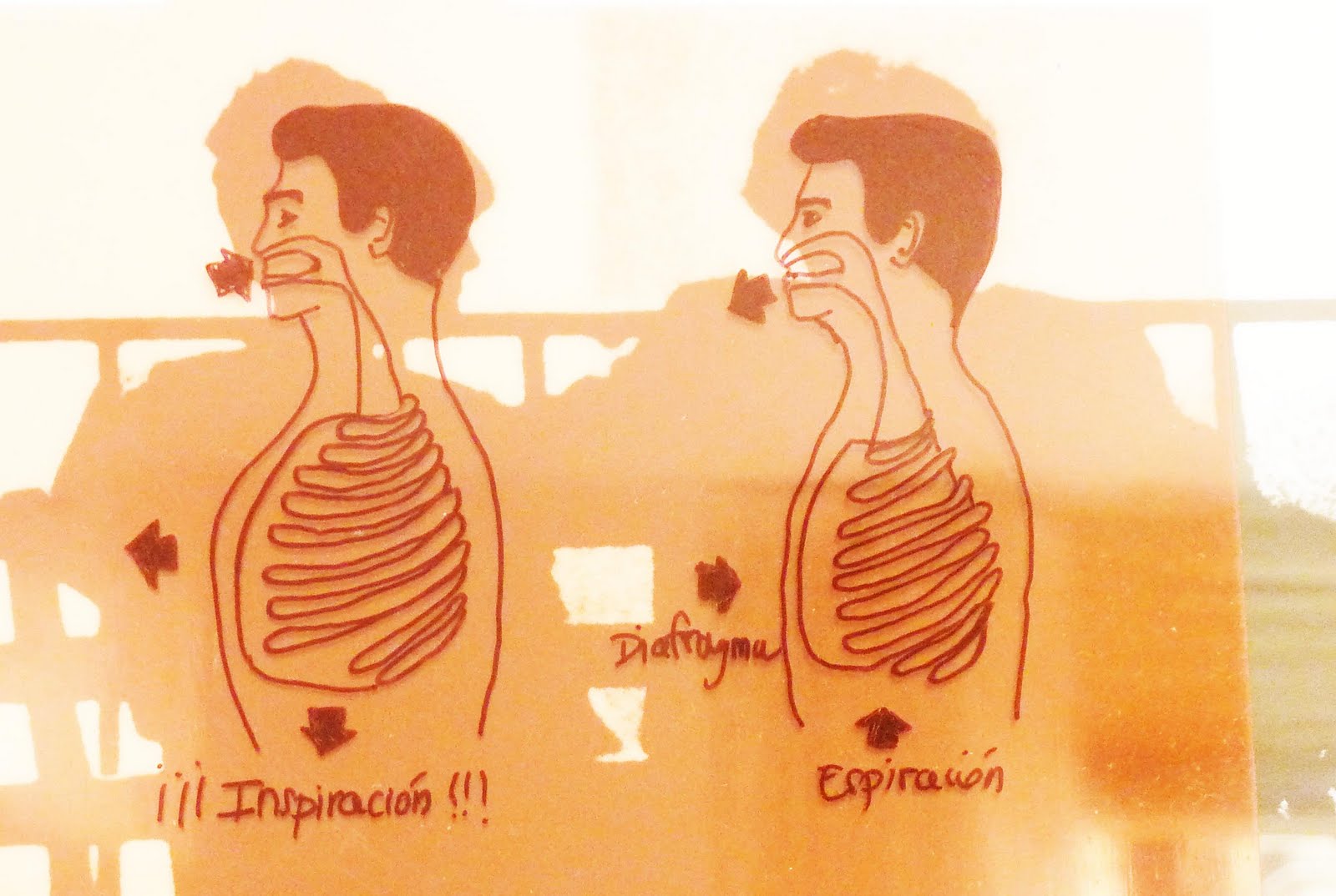 ulls · orelles · nas · llengua · pell: inspirar + espirar = respirar
