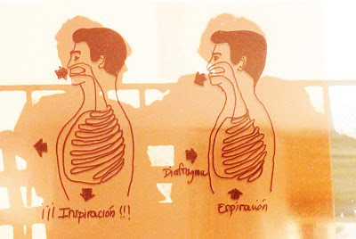 ulls · orelles · nas · llengua · pell: inspirar + espirar = respirar