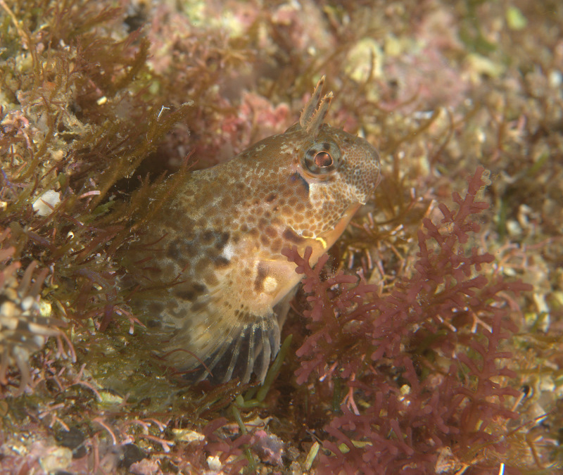 under pressure world: Bay Blenny- Sea of Cortez