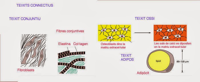 CINTIA; Blog de Instituto.: Teixits Connectius