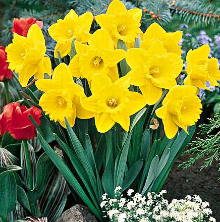 Daffodils (Narcissus) | World Of Flowers