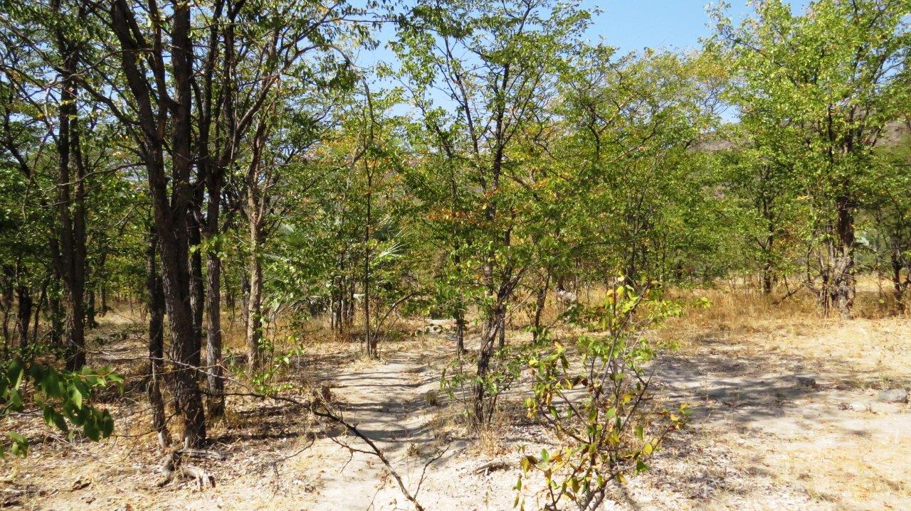 Namibia Reservations: Plants and Vegetation in Namibia