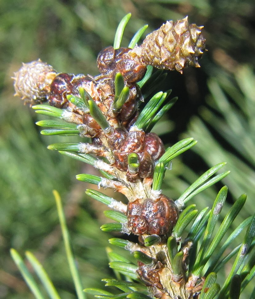 Bug Eric: Striped Pine Scale