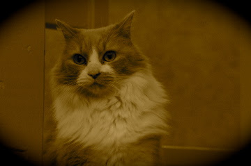 Ken Erickson's Blog: Waterboarding Your Cat