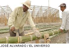 EL MONTUBIO: COMO SON LOS RODEOS MONTUBIOS