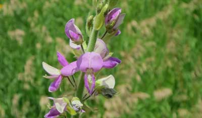 Tom's Blog: Prairie forbs in full color