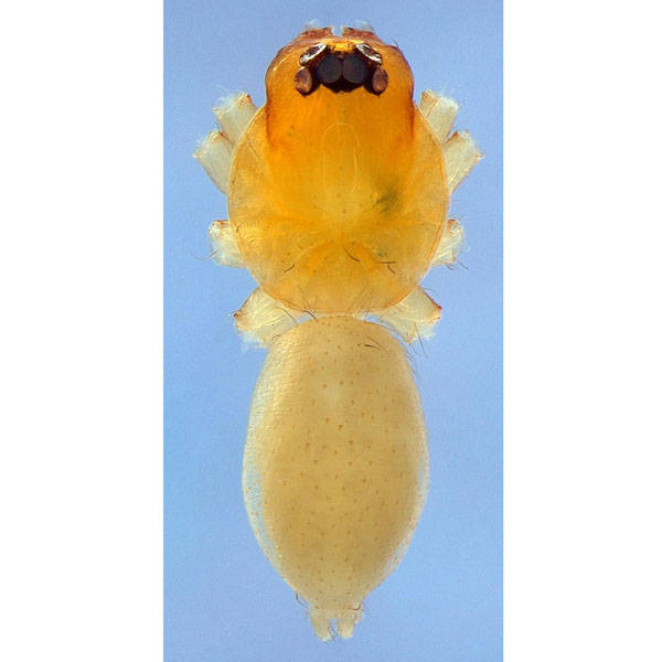 Arquivos do Insólito: Ufologia, Criptozoologia, Fenômenos Anômalos ...