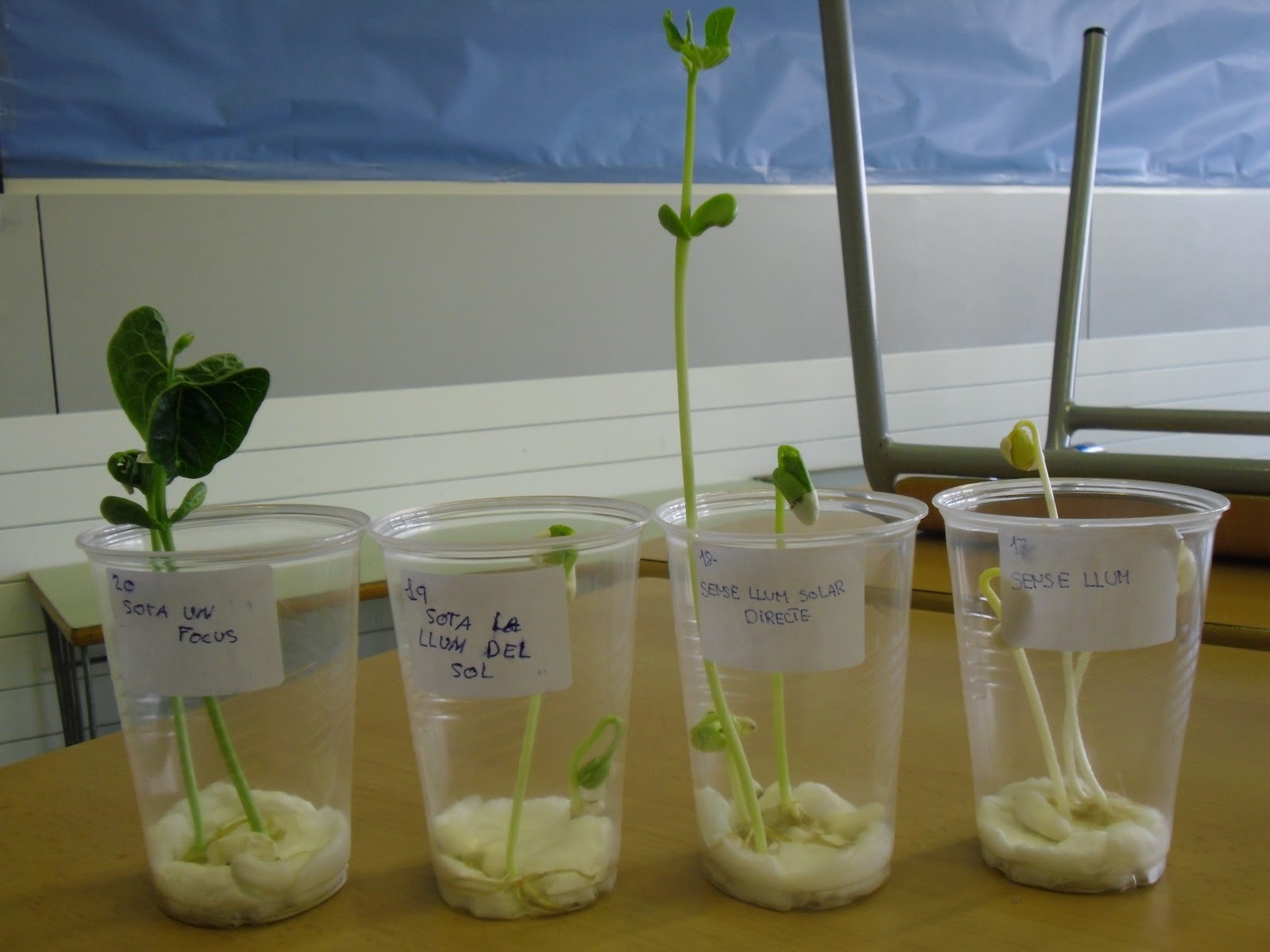 Aula de ciències: LA GERMINACIÓ