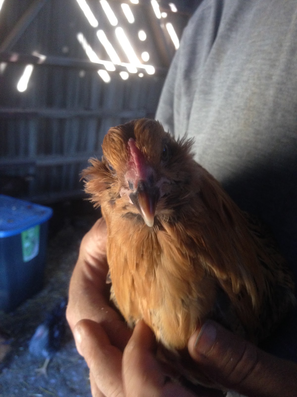 Tractor Tracks: Chicken Scratch
