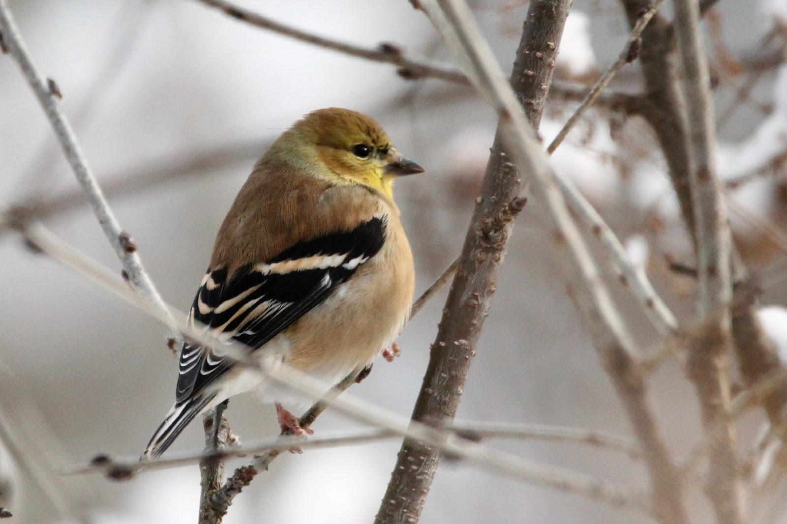 Birds, Bugs, and Botany: Some Snow Birds