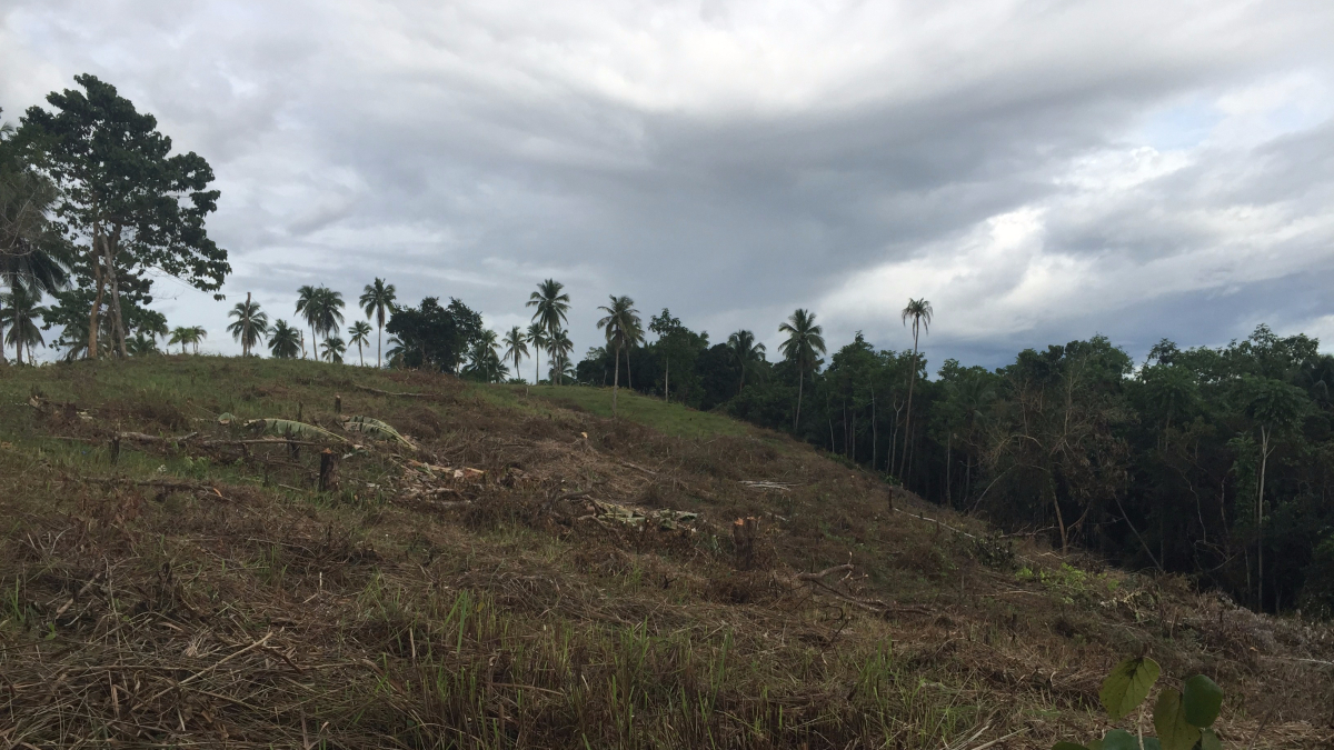 kaingin - philippin news collections