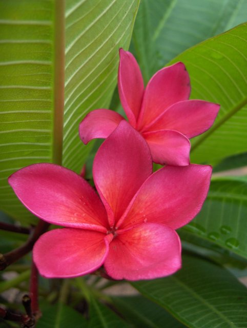Gardenology: Plumeria are Lovely