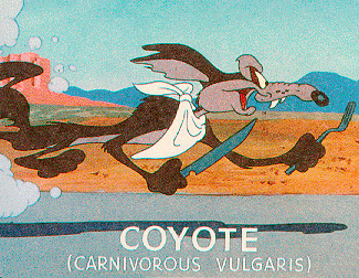 My Daily Kona: "Wile E Coyote...Super Genius"