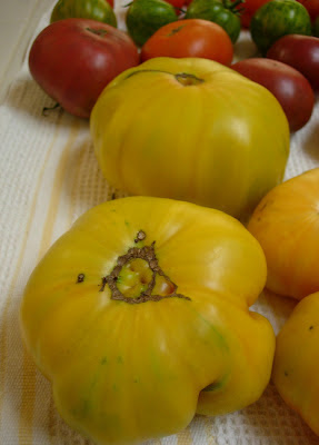 Thyme In A Bottle: Still Picking Tomatoes...