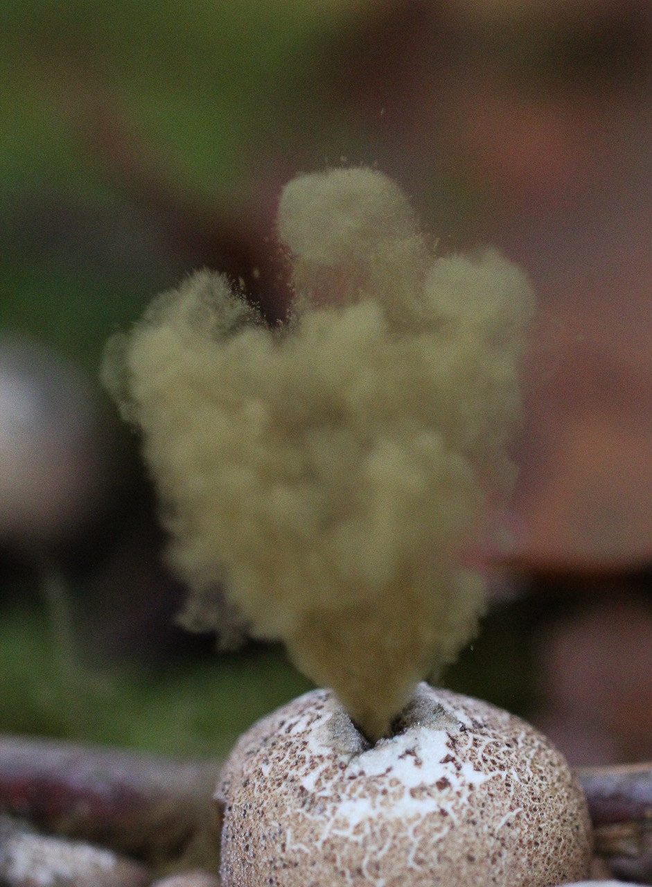 Springfield Plateau: “A Puffball is a Puffball is a Puffball”