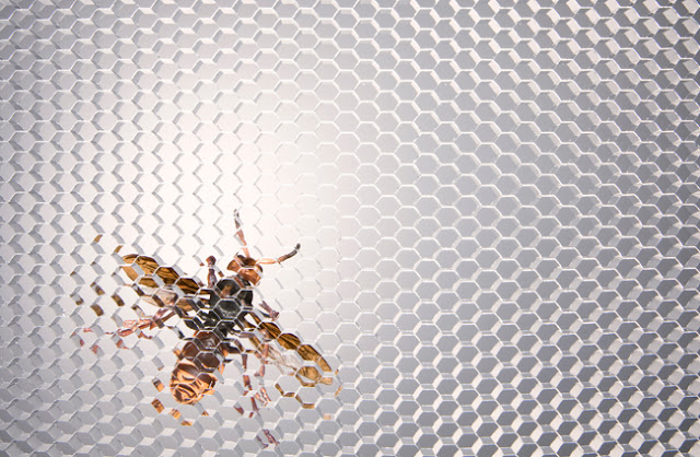 Bee Venom Used To Detect Explosives | All Fun Site