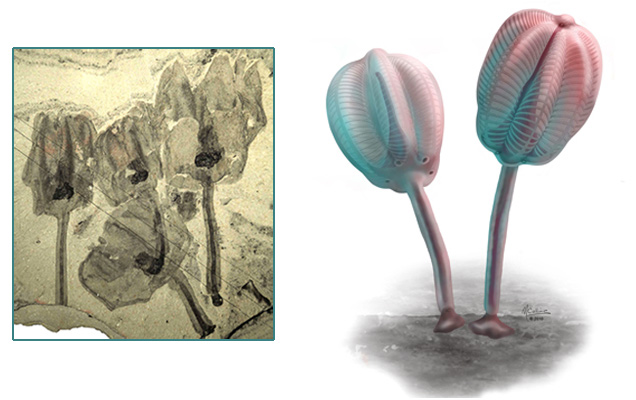 New Fossil Animal-Shaped Tulips