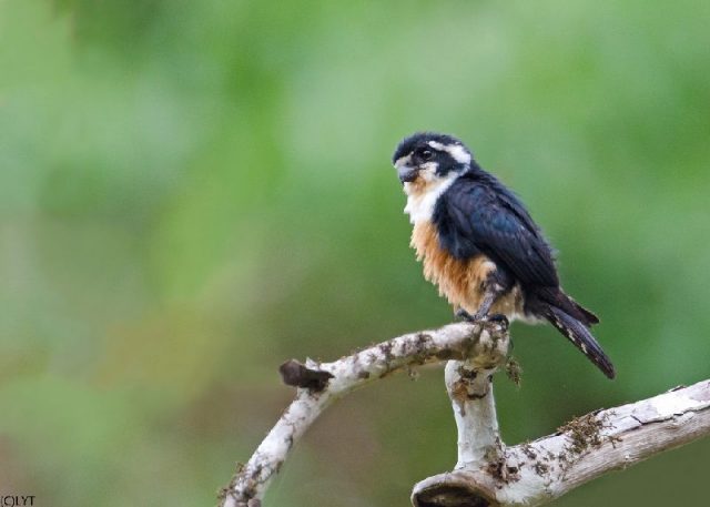 EKOGEO: FALCON (ALAP-ALAP) : JENIS BURUNG PEMANGSA YANG ADA DI INDONESIA